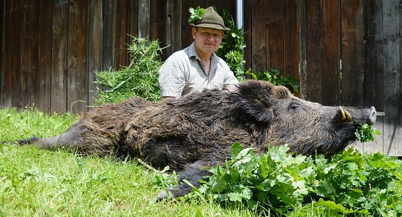 Sallingstadt: Rekord- Keiler erlegt!